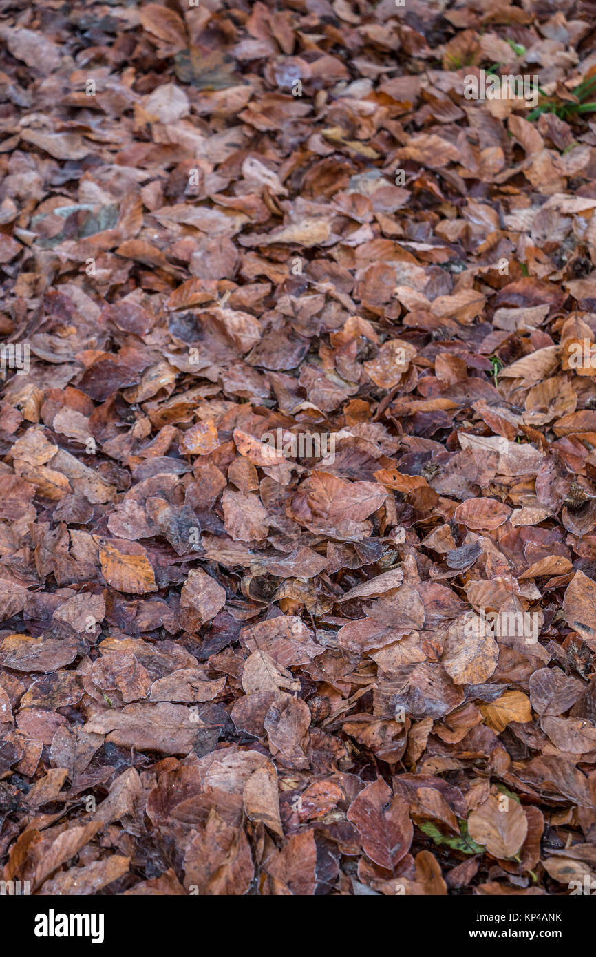 Fallen brown leaves in the middle of the forest Stock Photo - Alamy