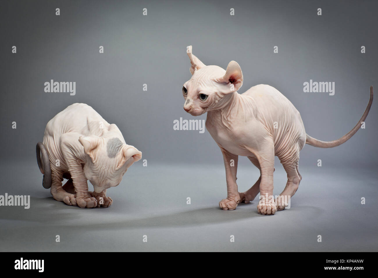 Hairless cats hi-res stock photography and images - Alamy