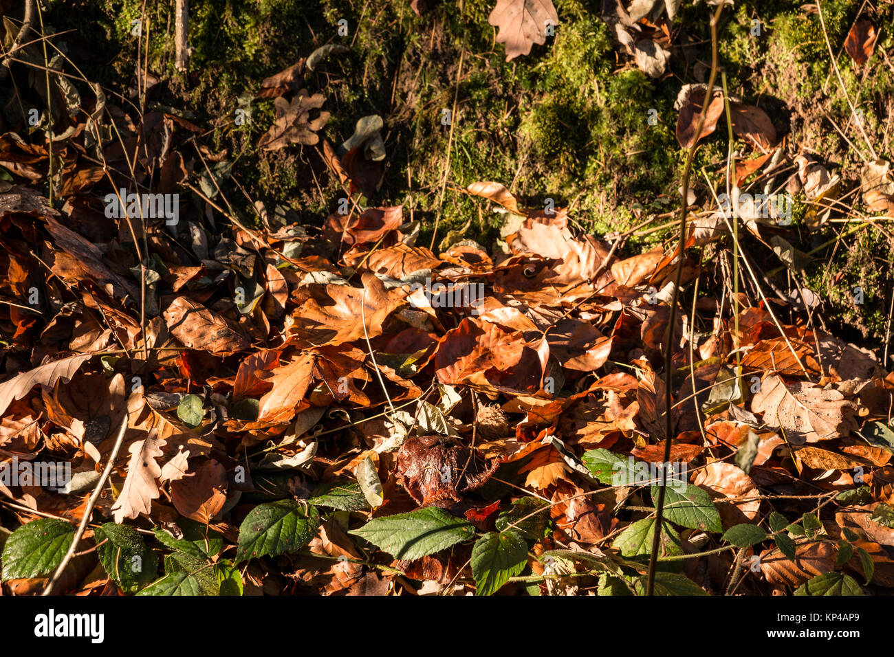 Fallen brown leaves and moss in the middle of the forest Stock Photo ...