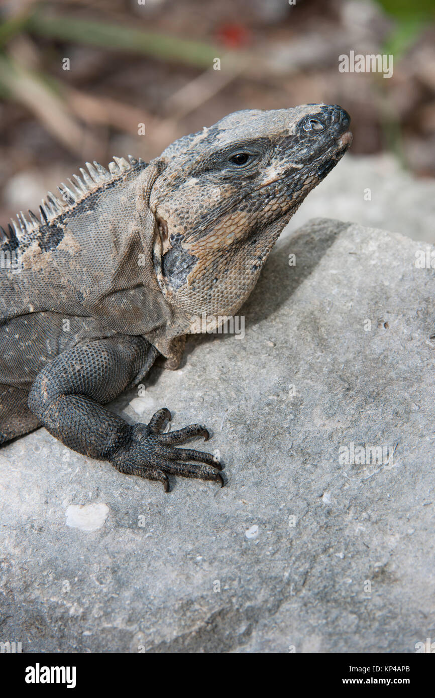 Family pet iguana hi-res stock photography and images - Alamy
