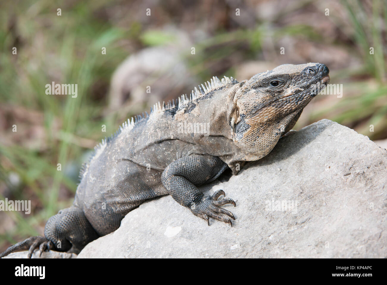 iguana on the rock Stock Photo - Alamy