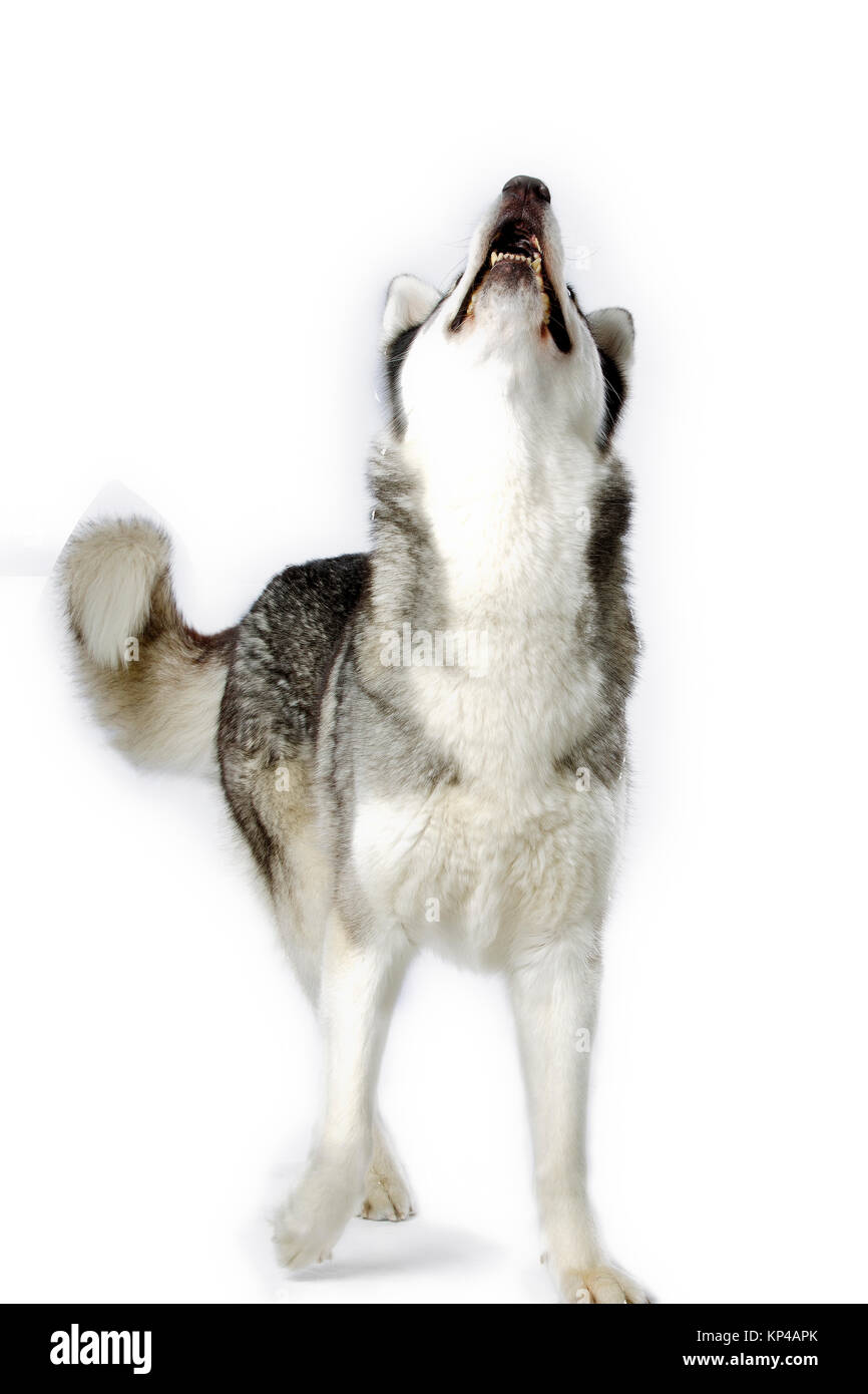 Dog howling hi-res stock photography and images - Alamy