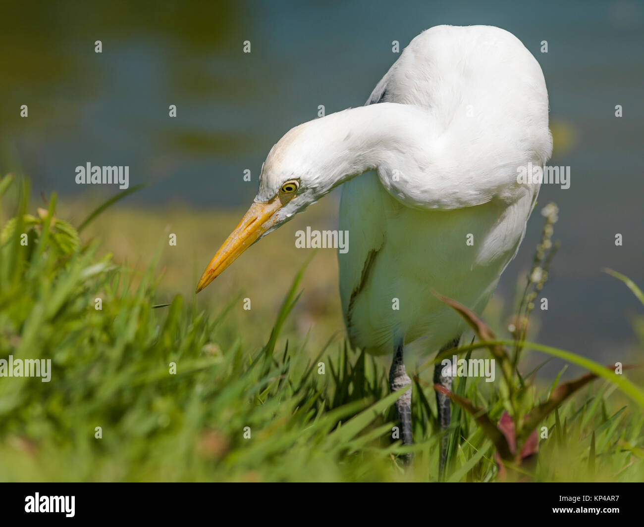 image of a white bird Stock Photo - Alamy