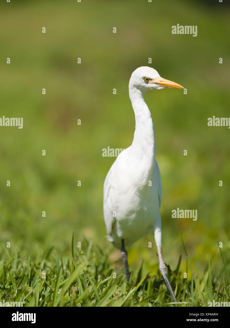 Graceful s curve hi-res stock photography and images - Alamy