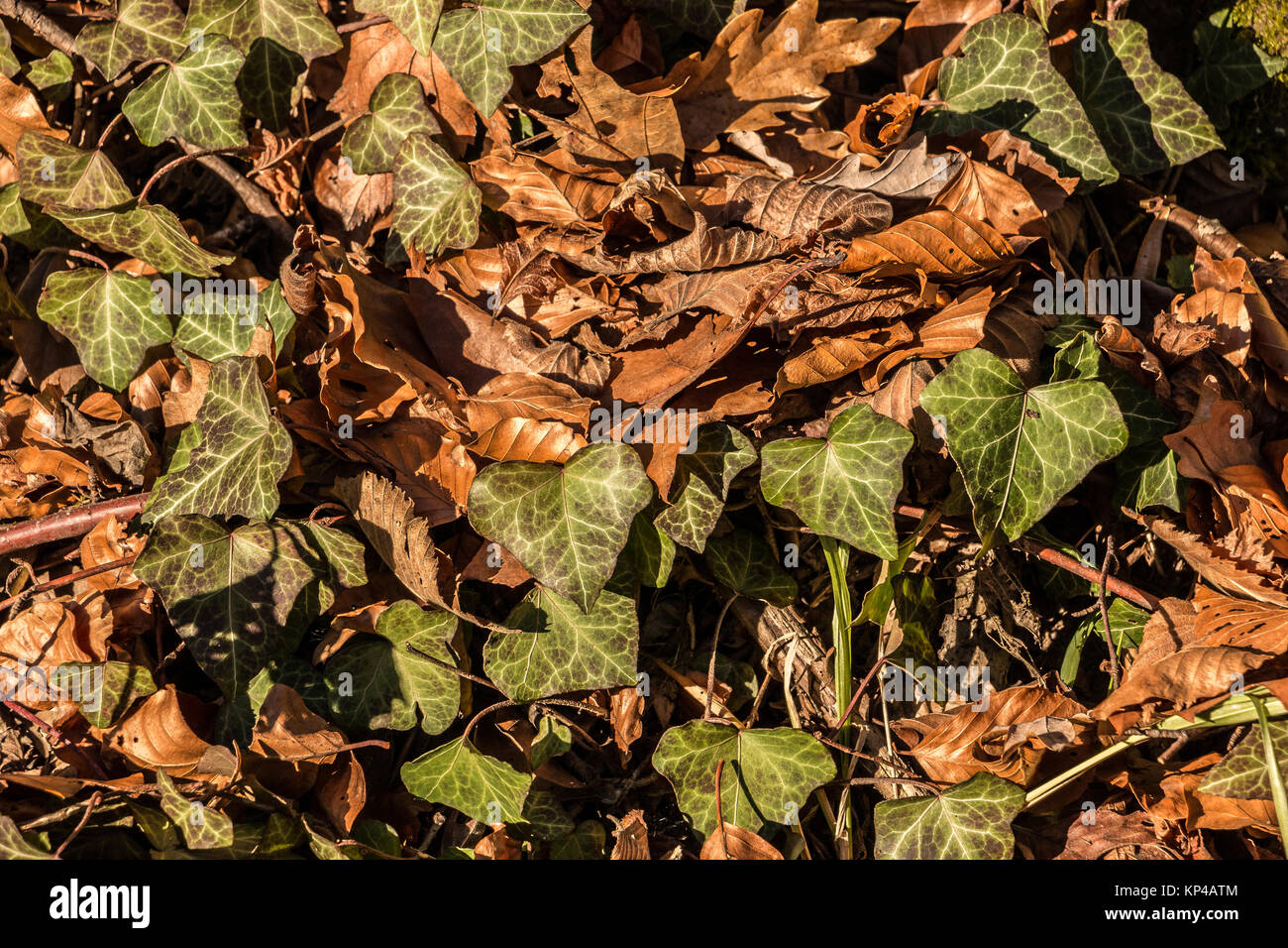 Fallen brown leaves and ivy in the middle of the forest Stock Photo - Alamy