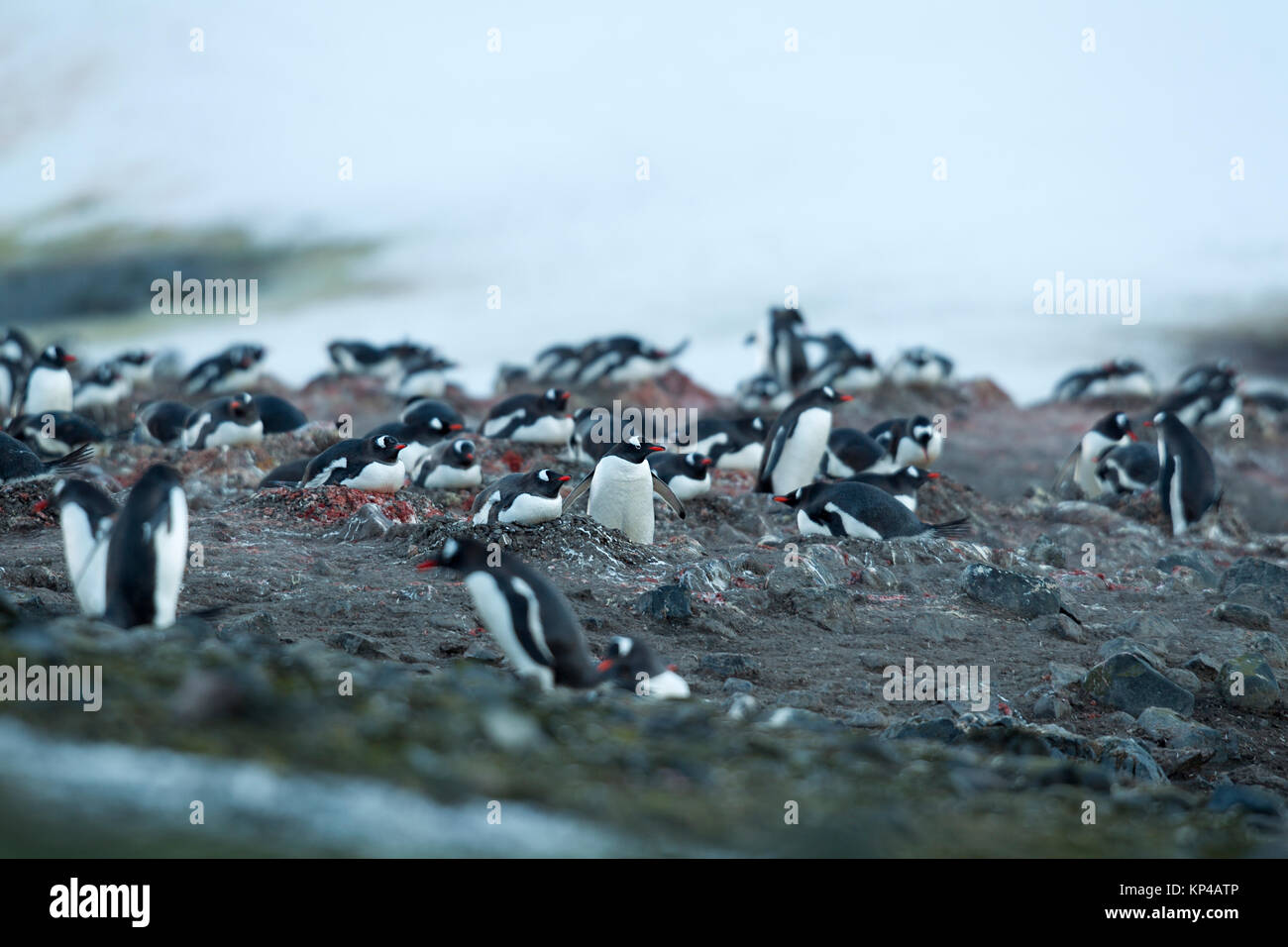 Large group of penguins hi-res stock photography and images - Alamy
