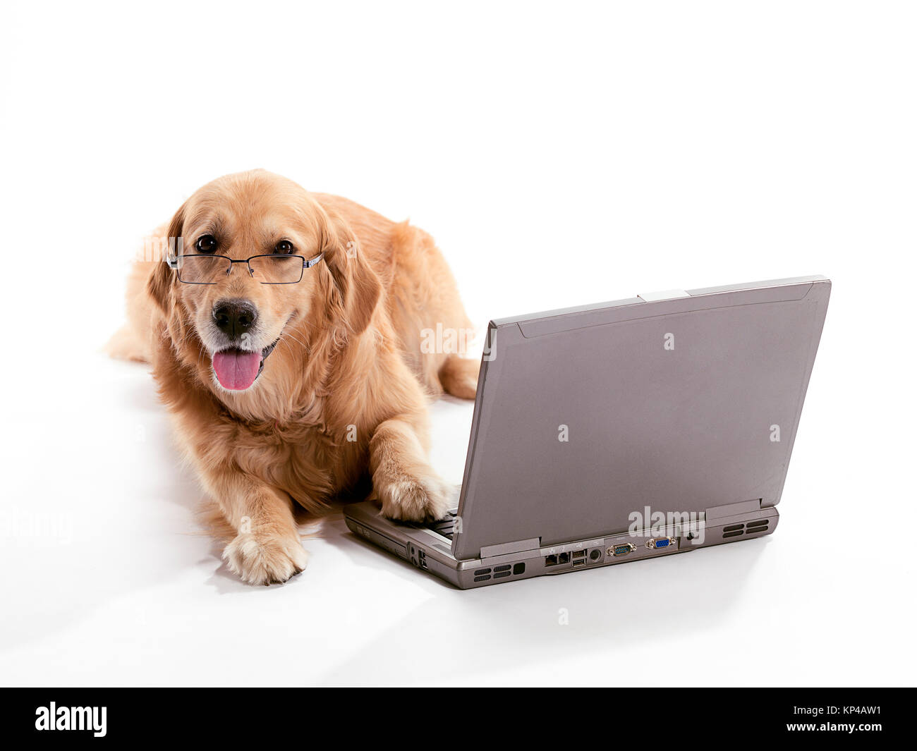 Laptop Golden Retriever Stock Photo - Alamy
