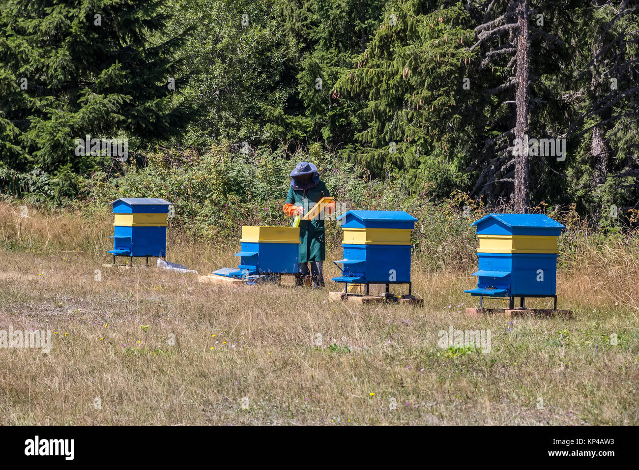 Human beehive hi-res stock photography and images - Alamy