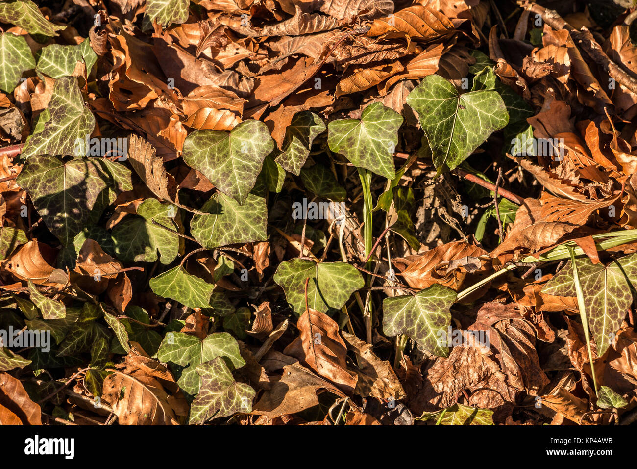 Fallen brown leaves and ivy in the middle of the forest Stock Photo - Alamy