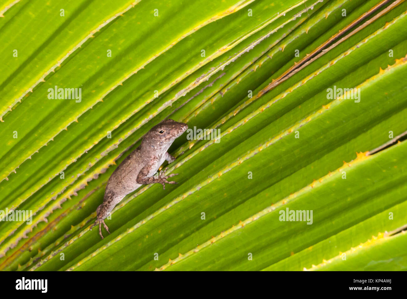 Lizard palm texture hi-res stock photography and images - Alamy