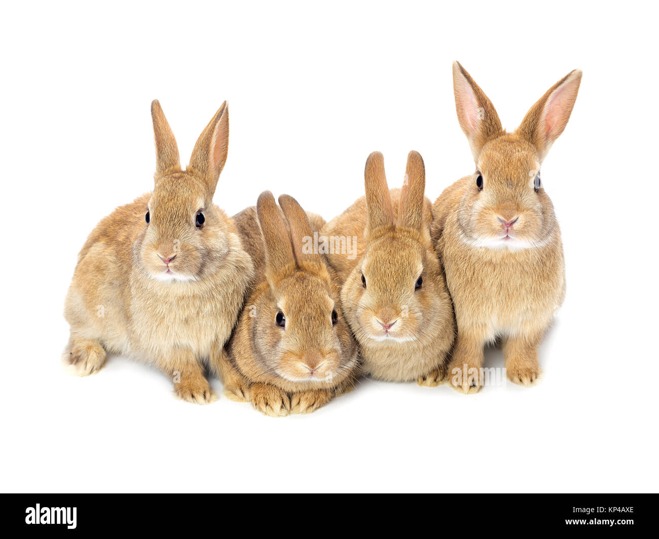 Baby bunnies hi-res stock photography and images - Alamy