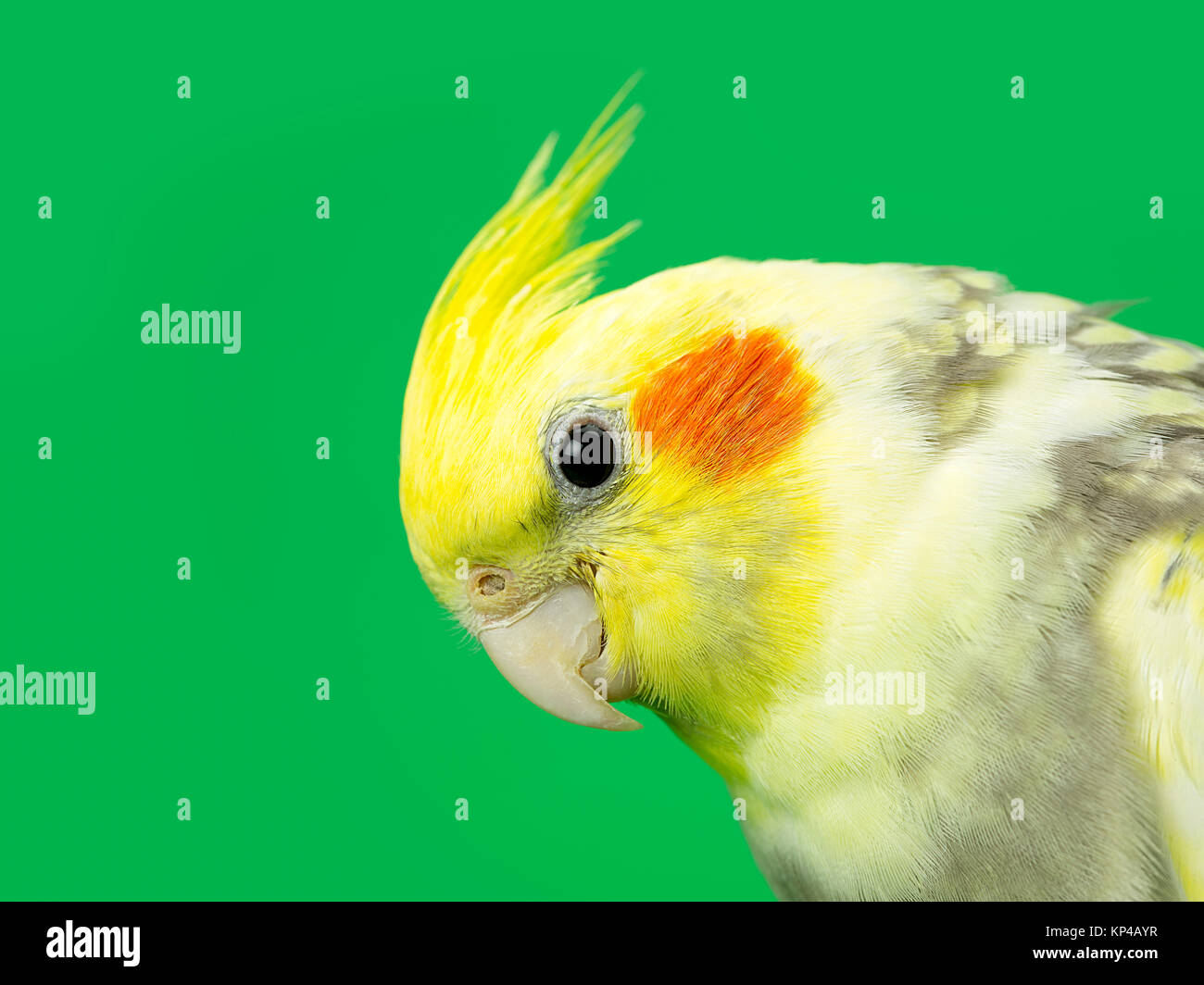 northern cardinal bird face Stock Photo - Alamy