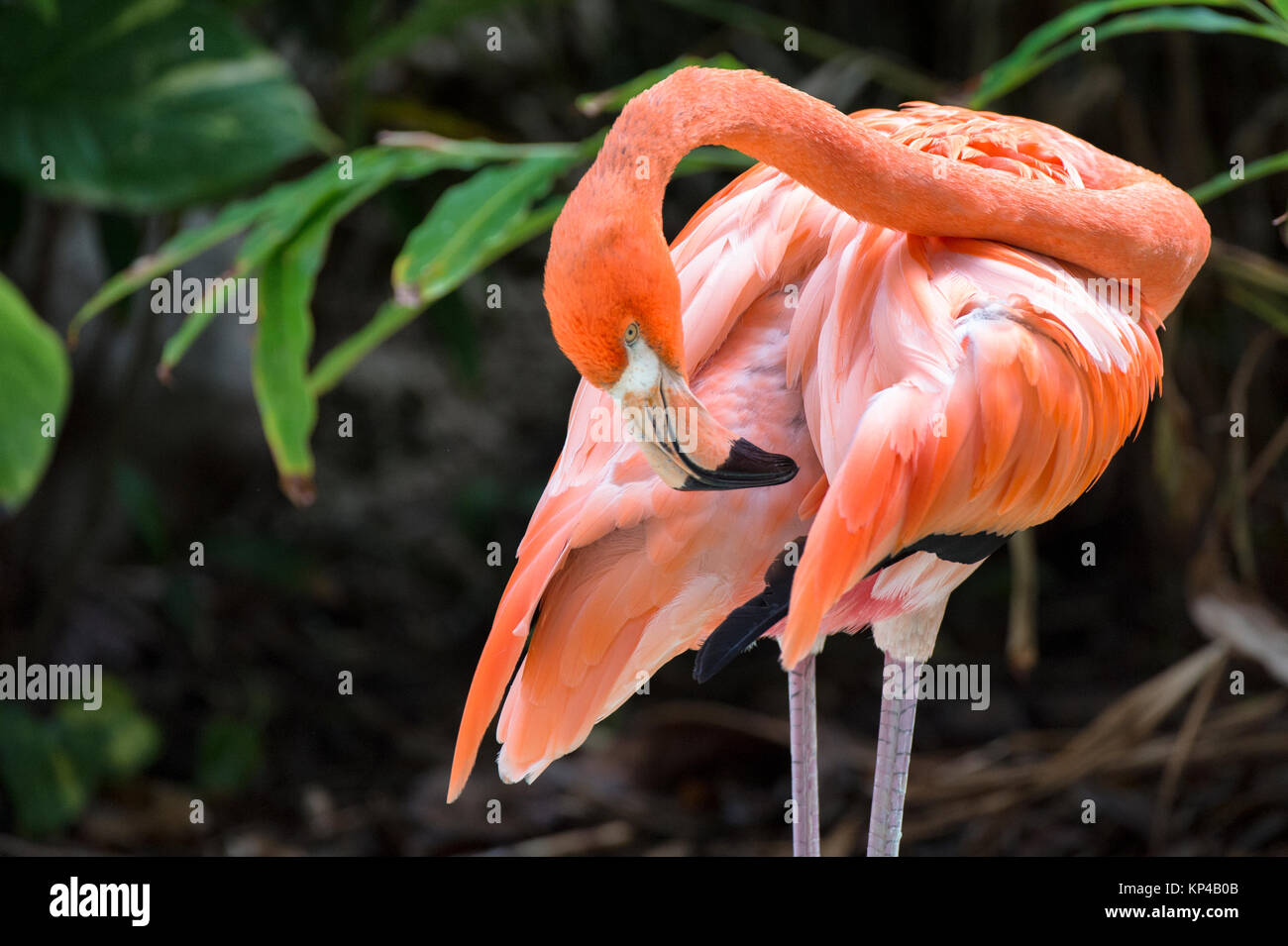 orange flamingo Stock Photo - Alamy