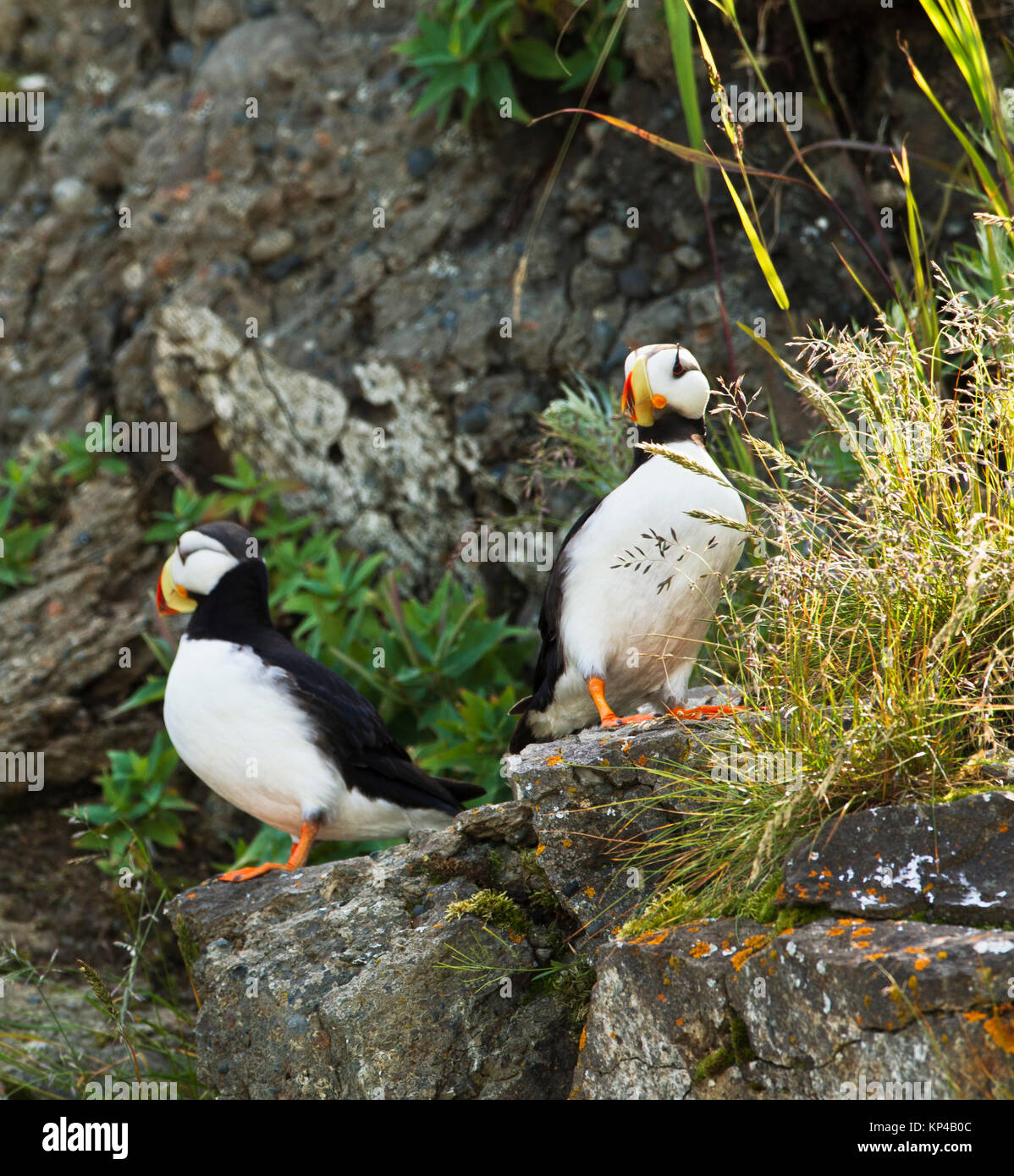 pair of puffins Stock Photo - Alamy