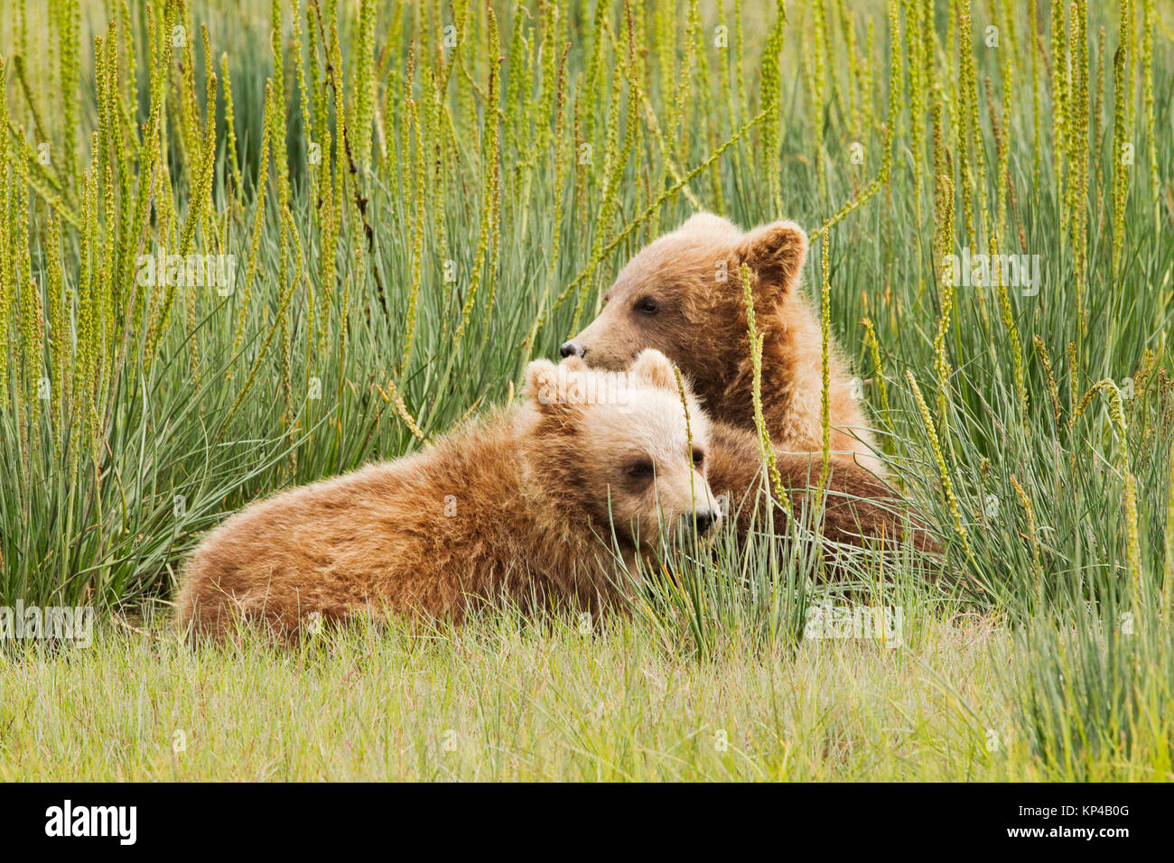 pair of cubs Stock Photo - Alamy