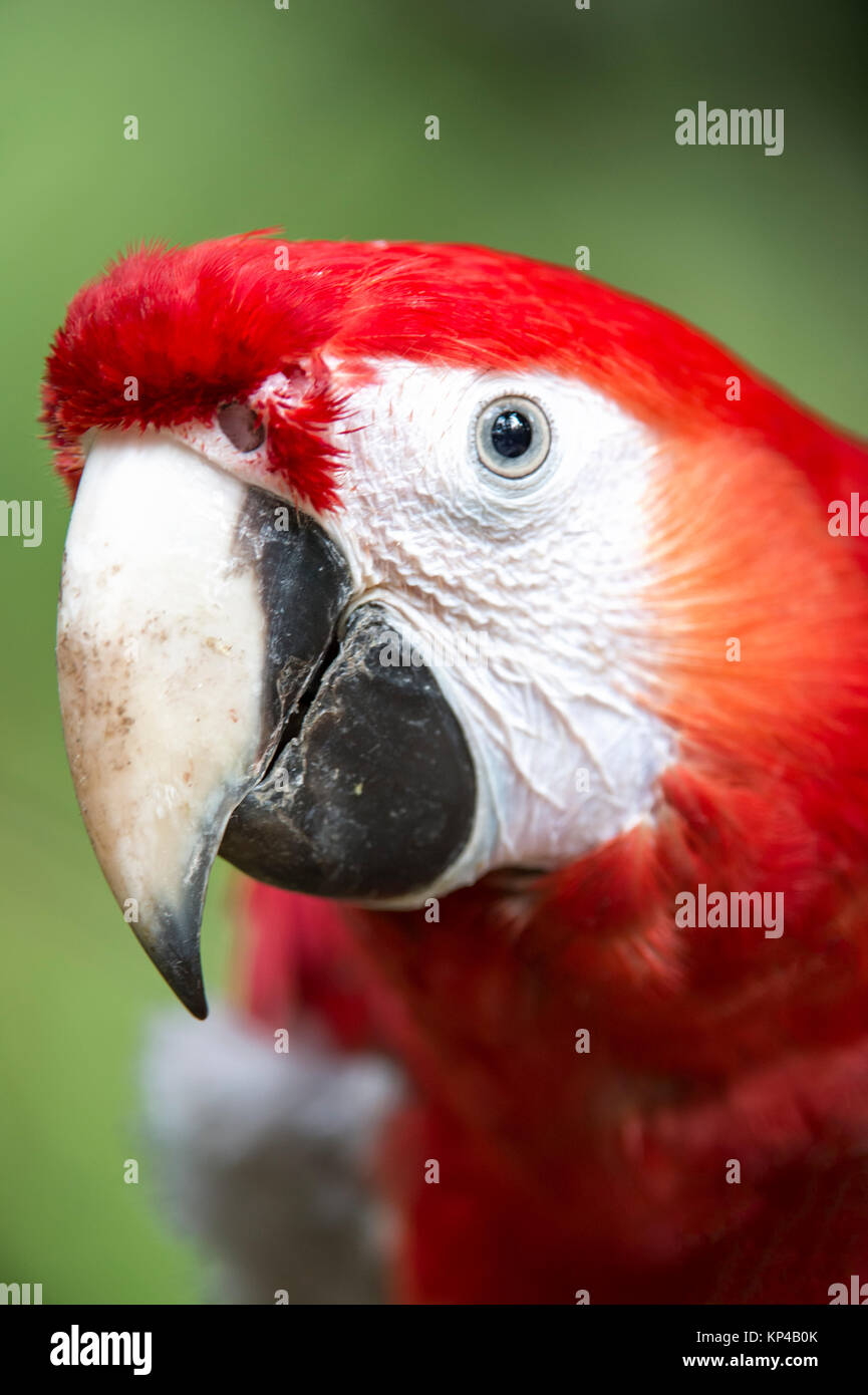 Parrots beak hi-res stock photography and images - Alamy