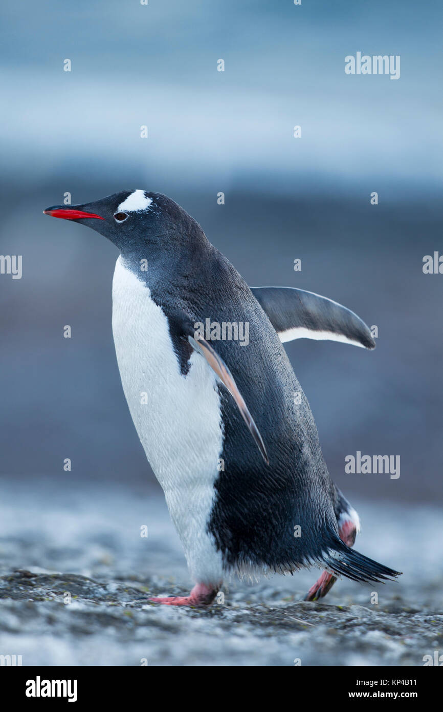 penguin in snow Stock Photo - Alamy