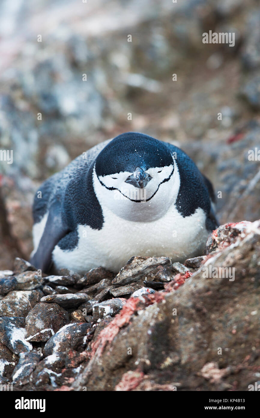 penguin on rocks Stock Photo - Alamy