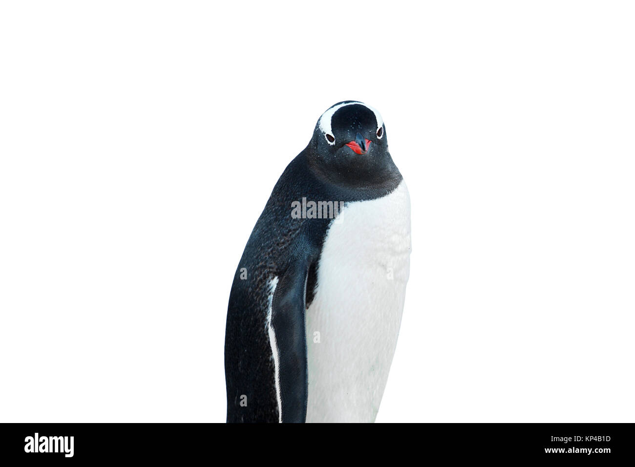 penguin on white background Stock Photo - Alamy