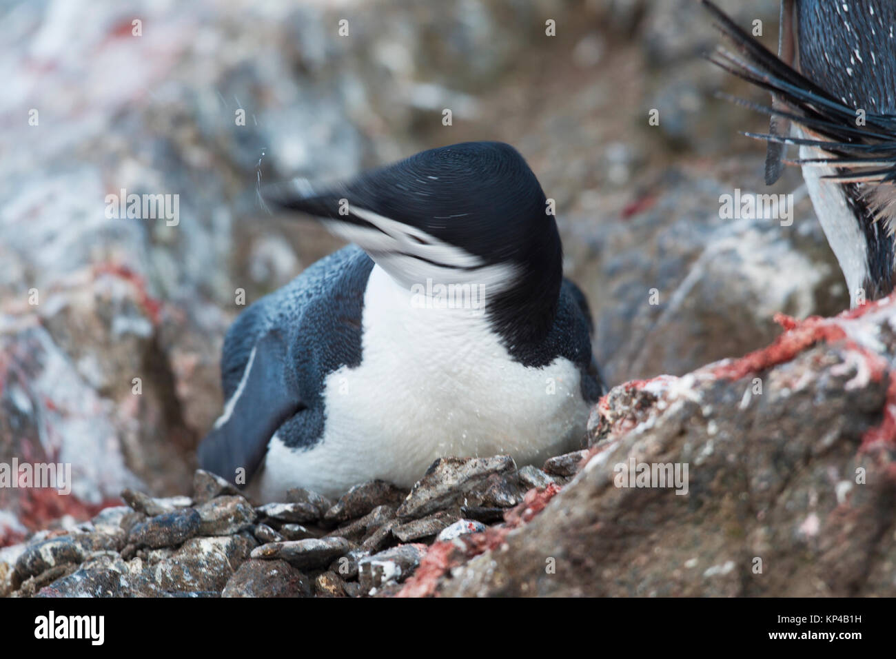 penguin on the rocks Stock Photo - Alamy
