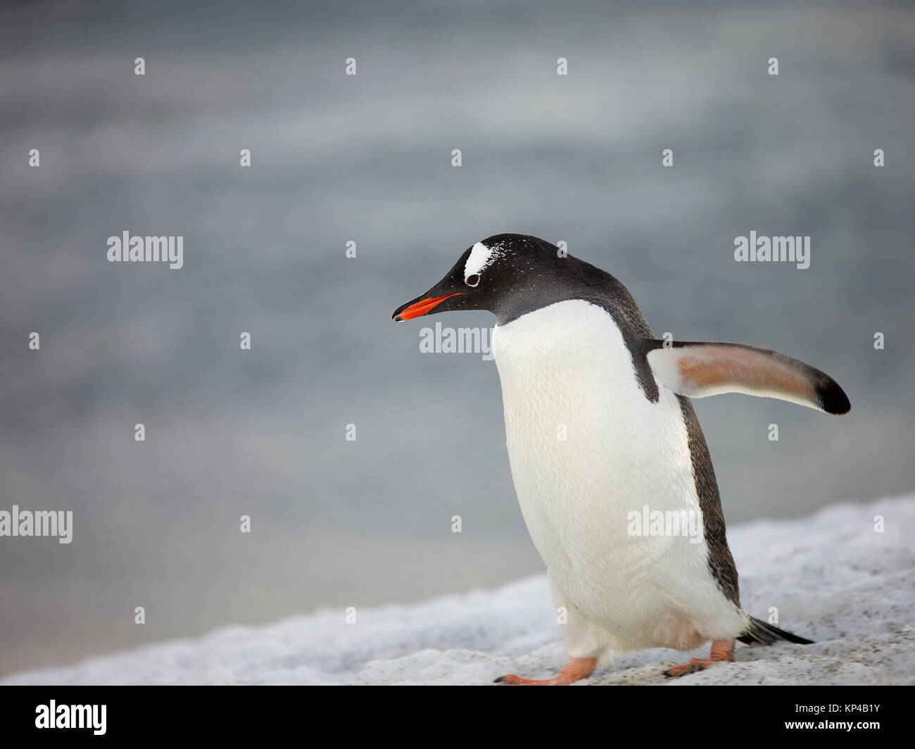 Penguin camouflage hi-res stock photography and images - Alamy