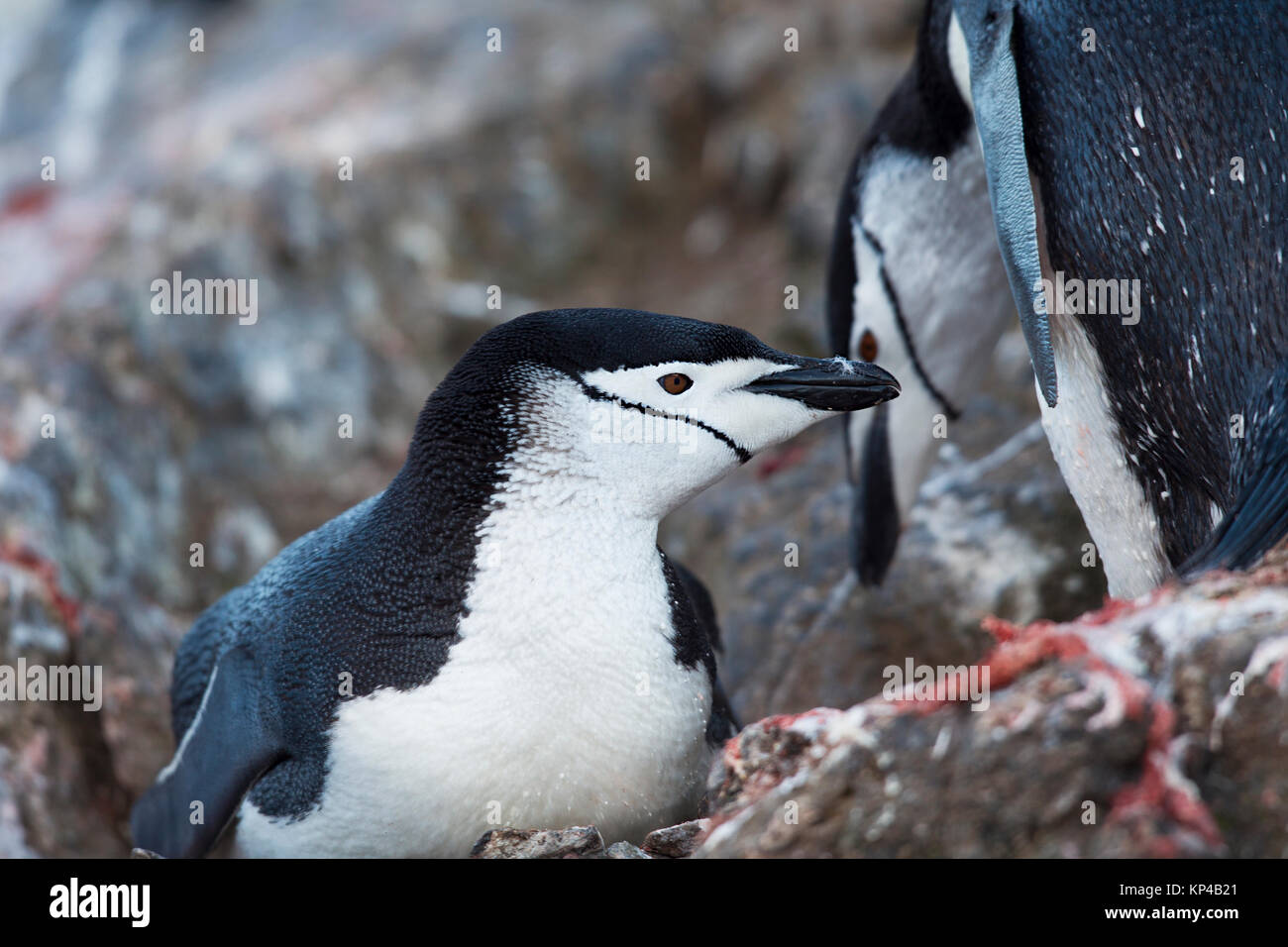 Winter scene penguins hi-res stock photography and images - Alamy