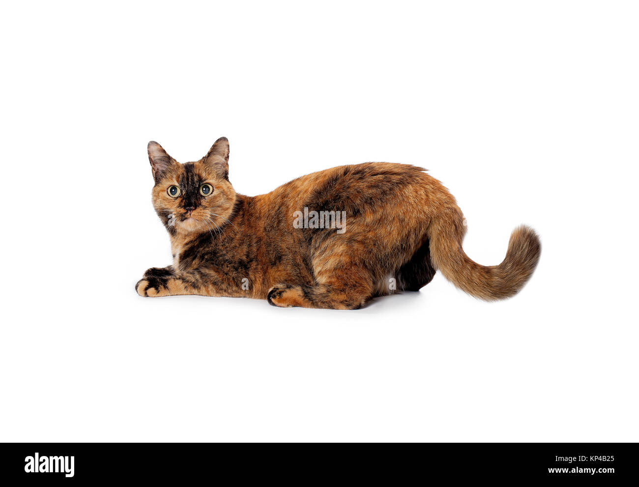 pet cat lying down Stock Photo - Alamy