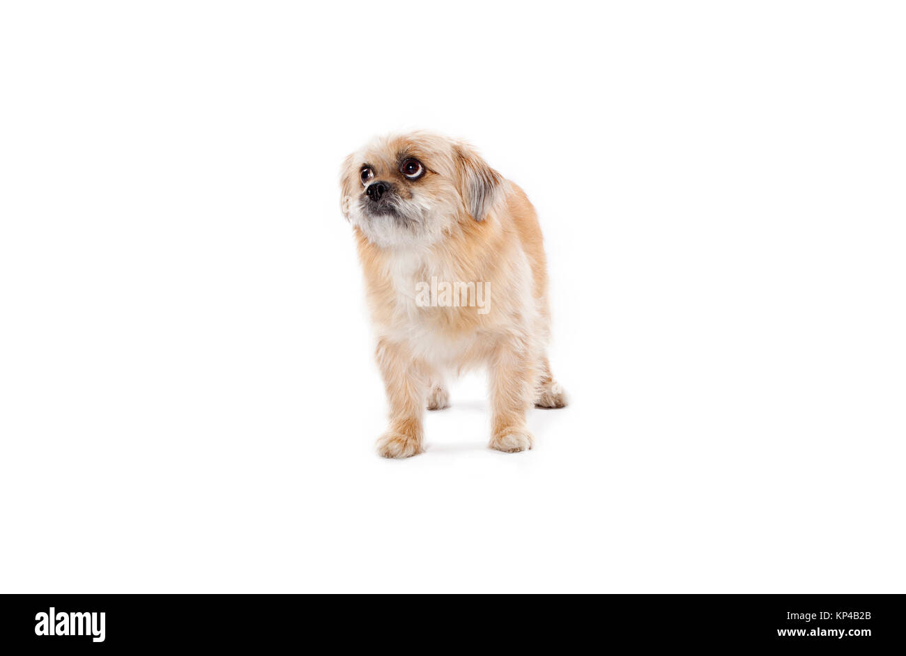 pet ignoring camera Stock Photo - Alamy