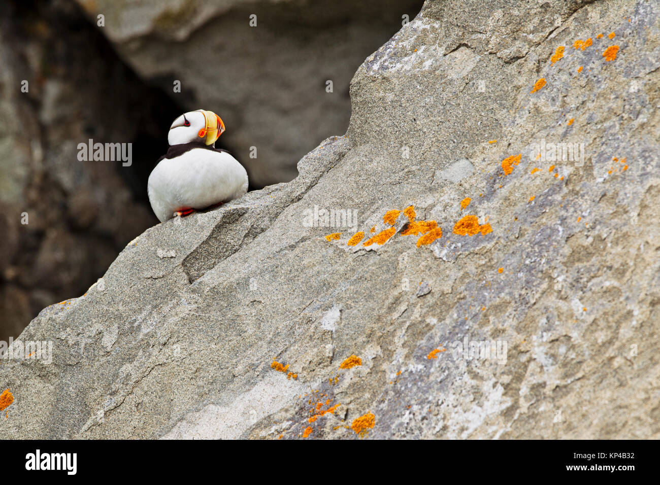 Puffin on rock hi-res stock photography and images - Alamy