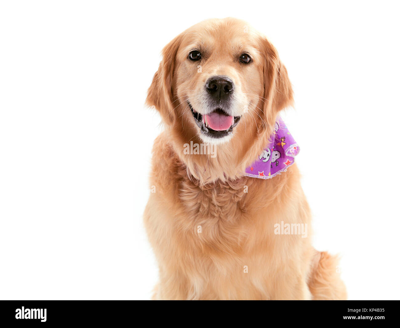 Purebred Golden Retriever Stock Photo - Alamy