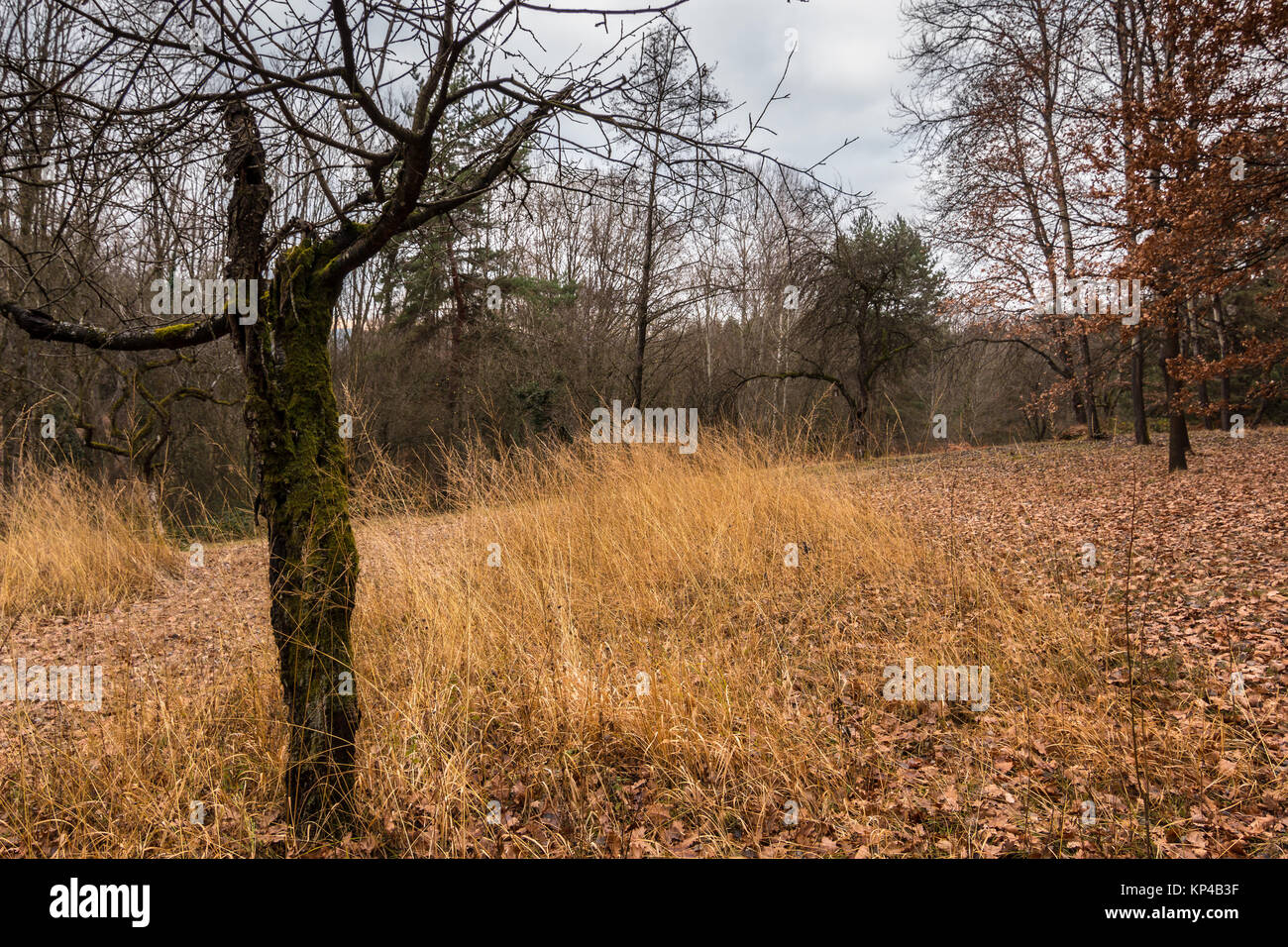 Old mossy tree in the middle of the forest Stock Photo - Alamy