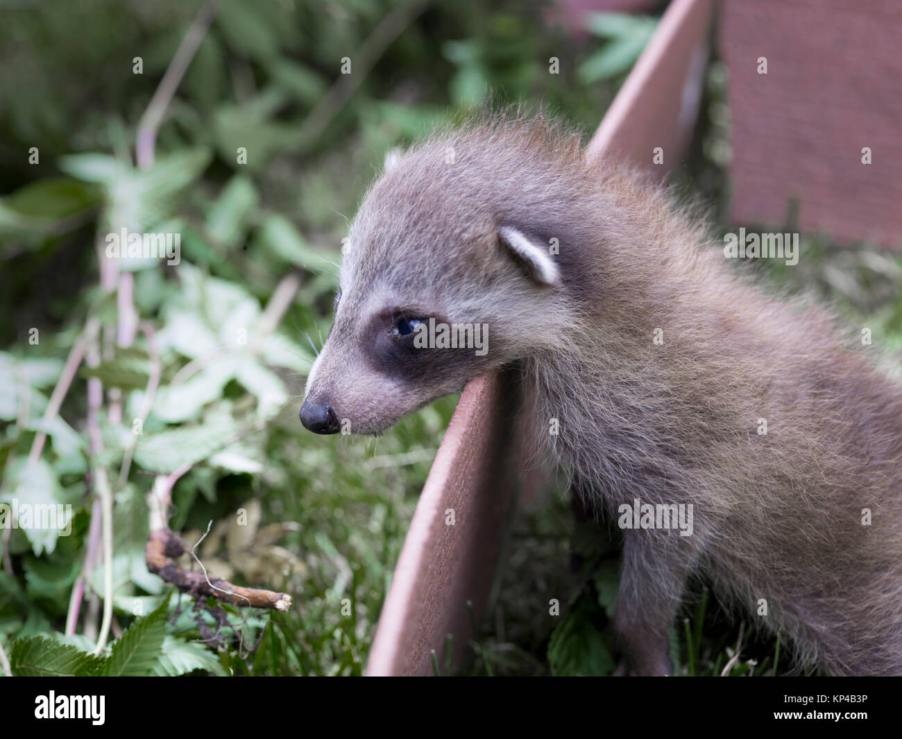 Raccoon mother hi-res stock photography and images - Alamy
