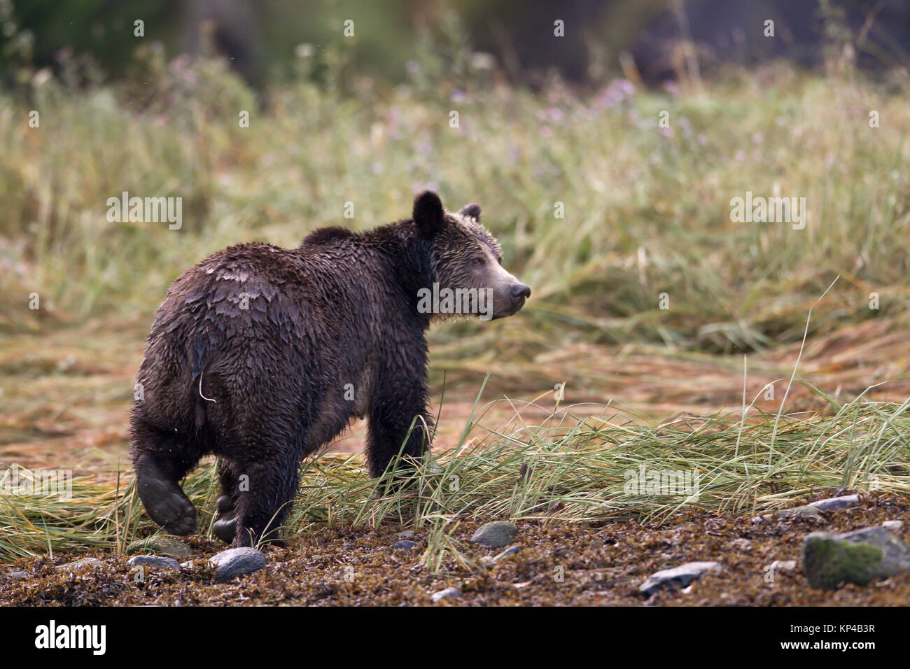 rear view of a bear Stock Photo - Alamy