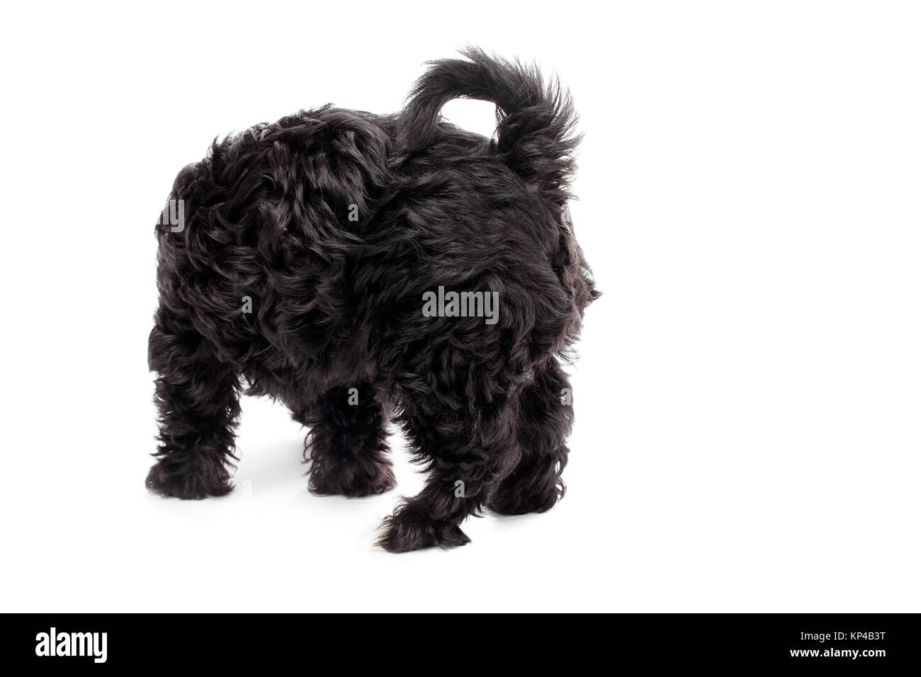rear view of a black dog Stock Photo - Alamy