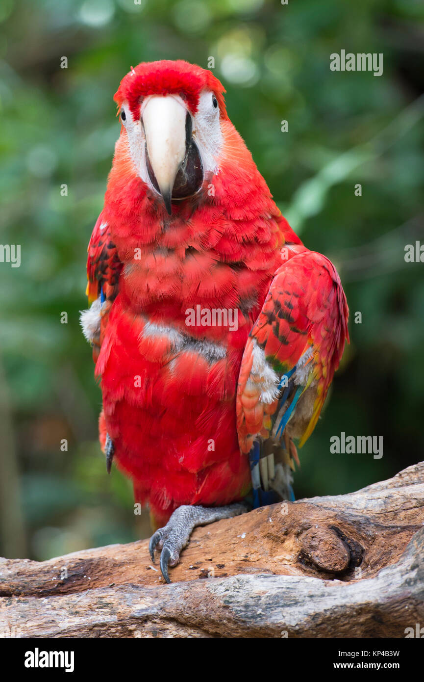 Red macaw on a bough hi-res stock photography and images - Alamy