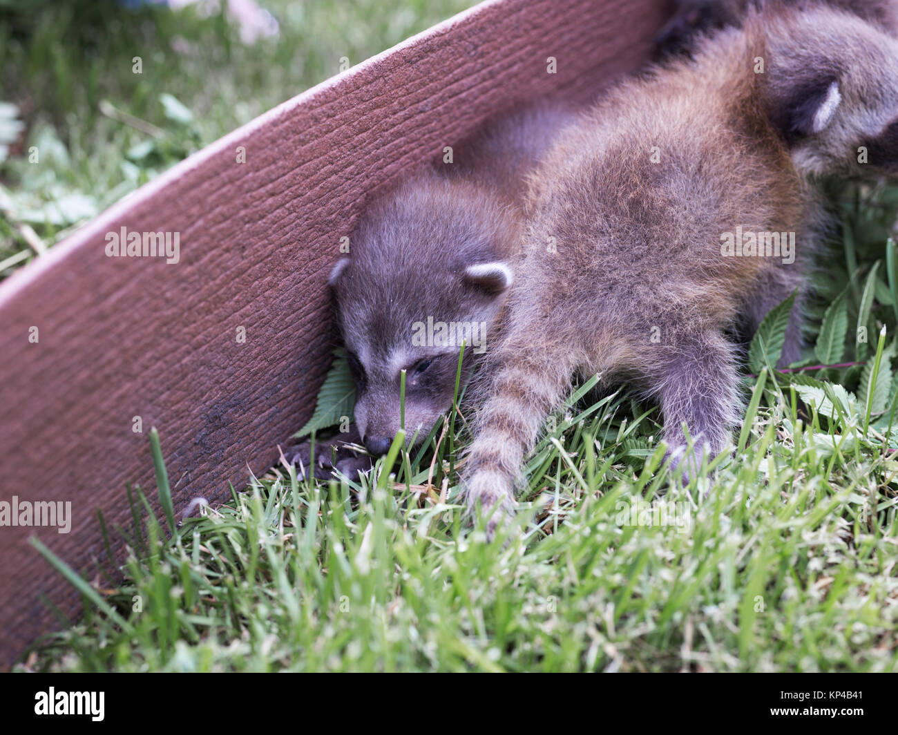 Six week old baby racoon hi-res stock photography and images - Alamy