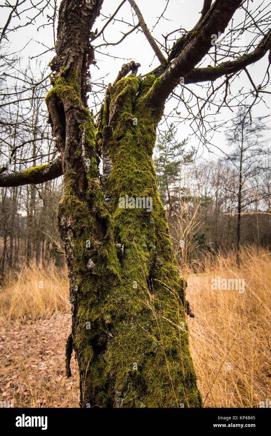 Old mossy tree in the middle of the forest Stock Photo - Alamy