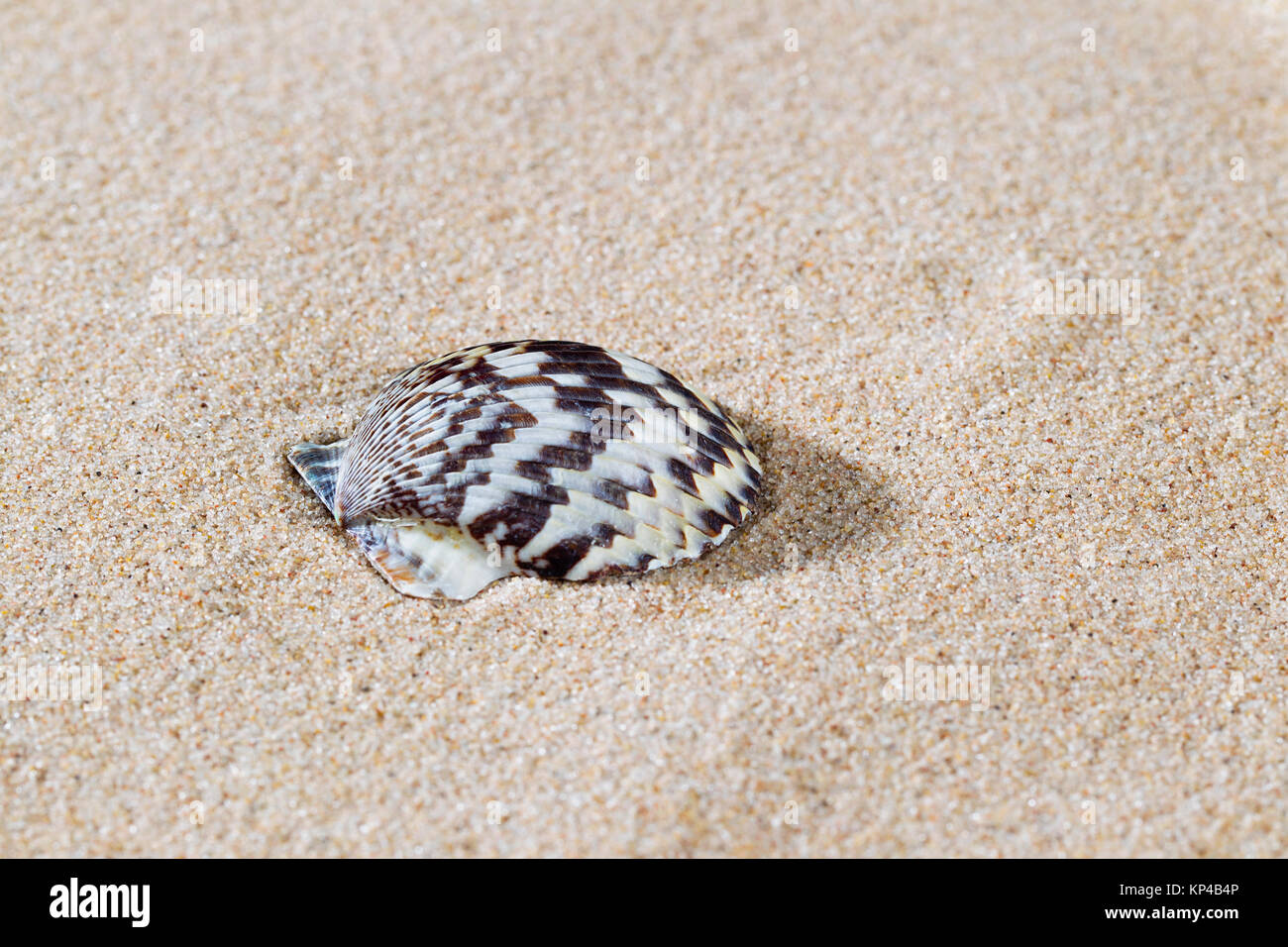 seashell on sand Stock Photo - Alamy