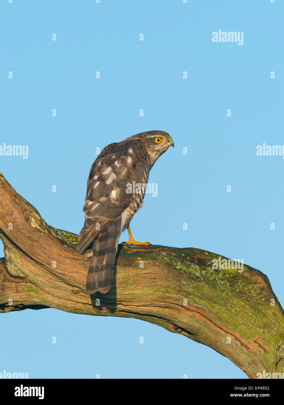 Sparrow Hawk Accipiter nisus perched on winter morning Stock Photo - Alamy