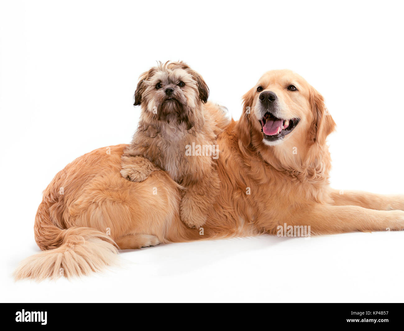 Golden poo hi-res stock photography and images - Alamy