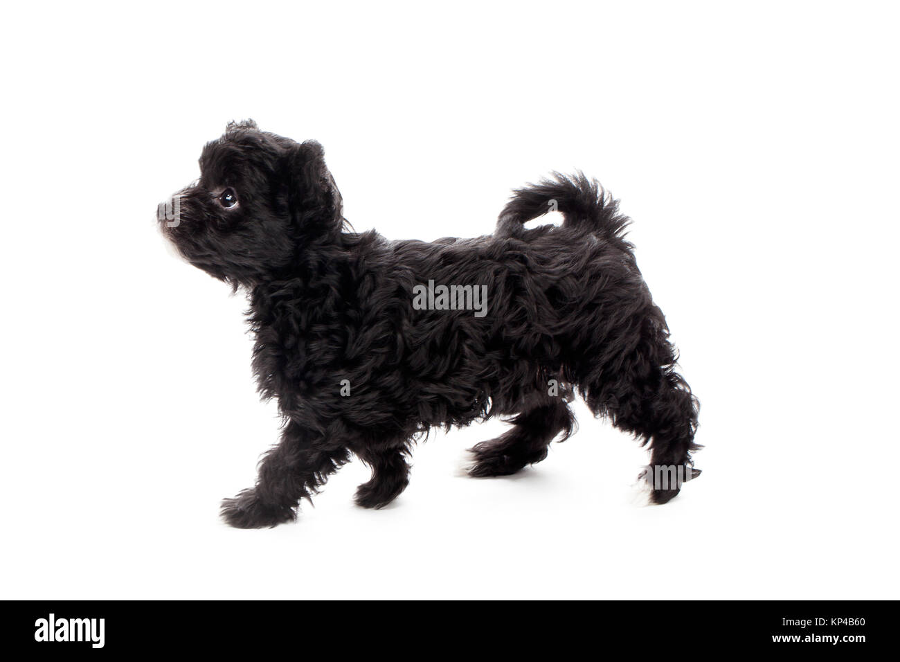 side view of shih tzu walking Stock Photo - Alamy