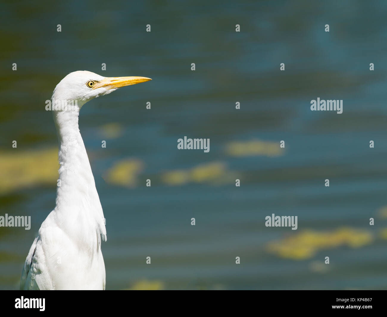 side view of a white bird Stock Photo - Alamy