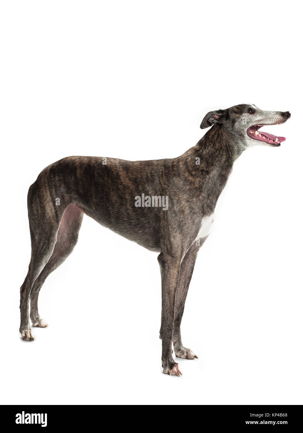 sideways standing greyhound Stock Photo - Alamy