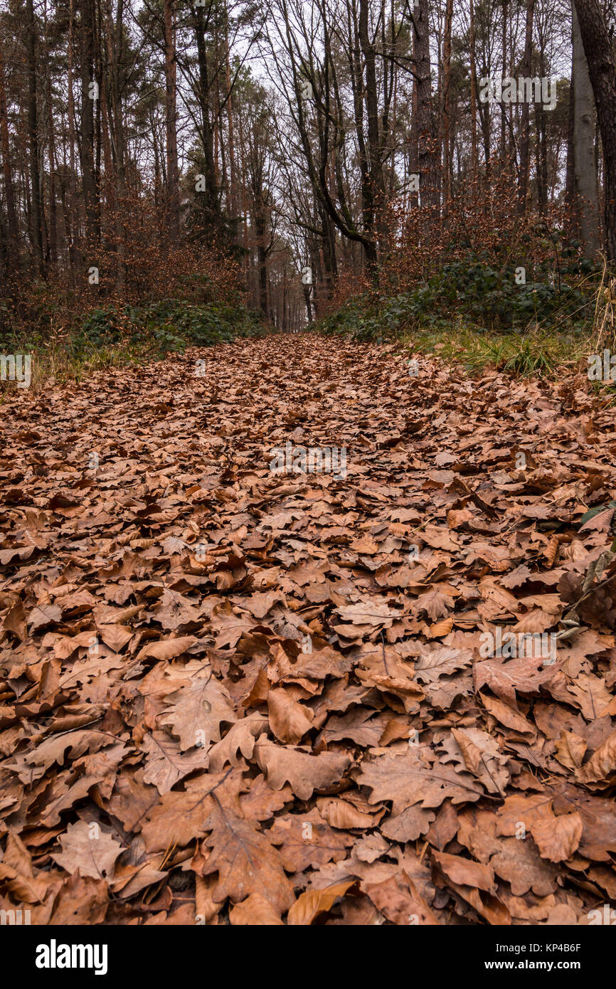 Fallen brown leaves in the middle of the forest Stock Photo - Alamy
