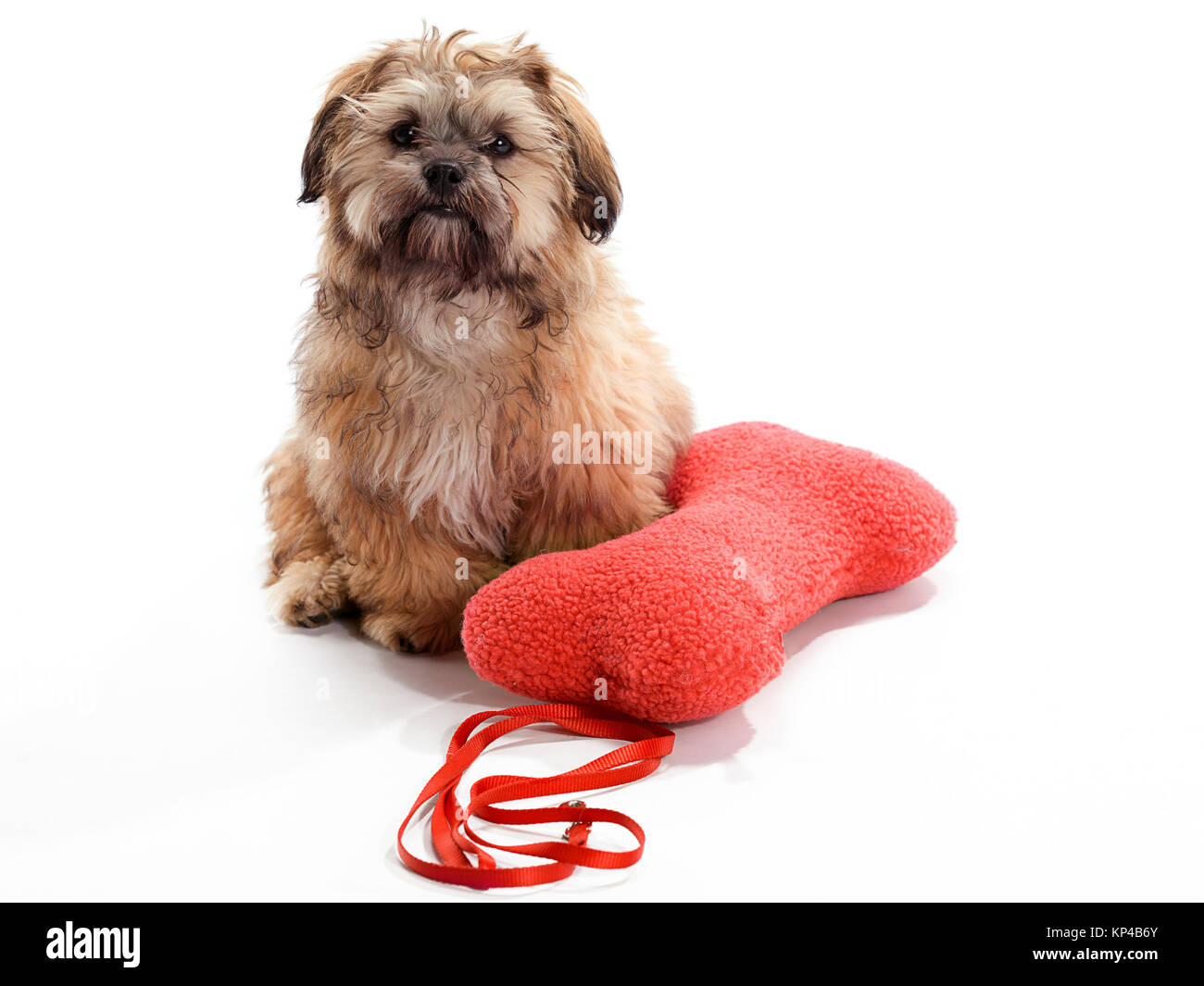 Shih poo hi-res stock photography and images - Alamy