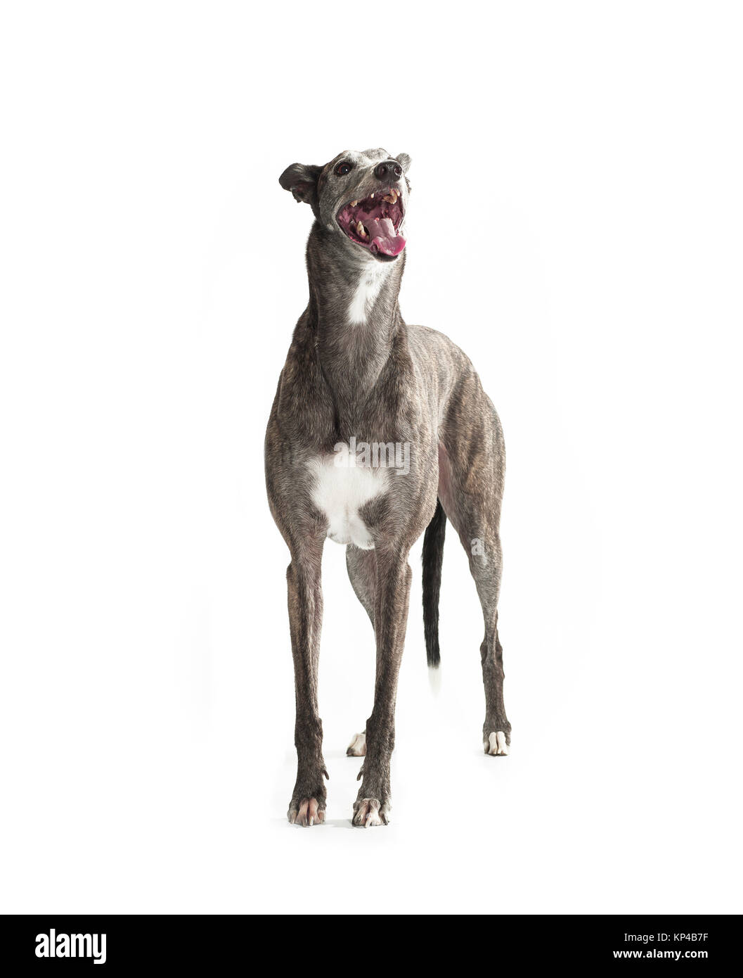 English greyhound dog Cut Out Stock Images & Pictures - Alamy