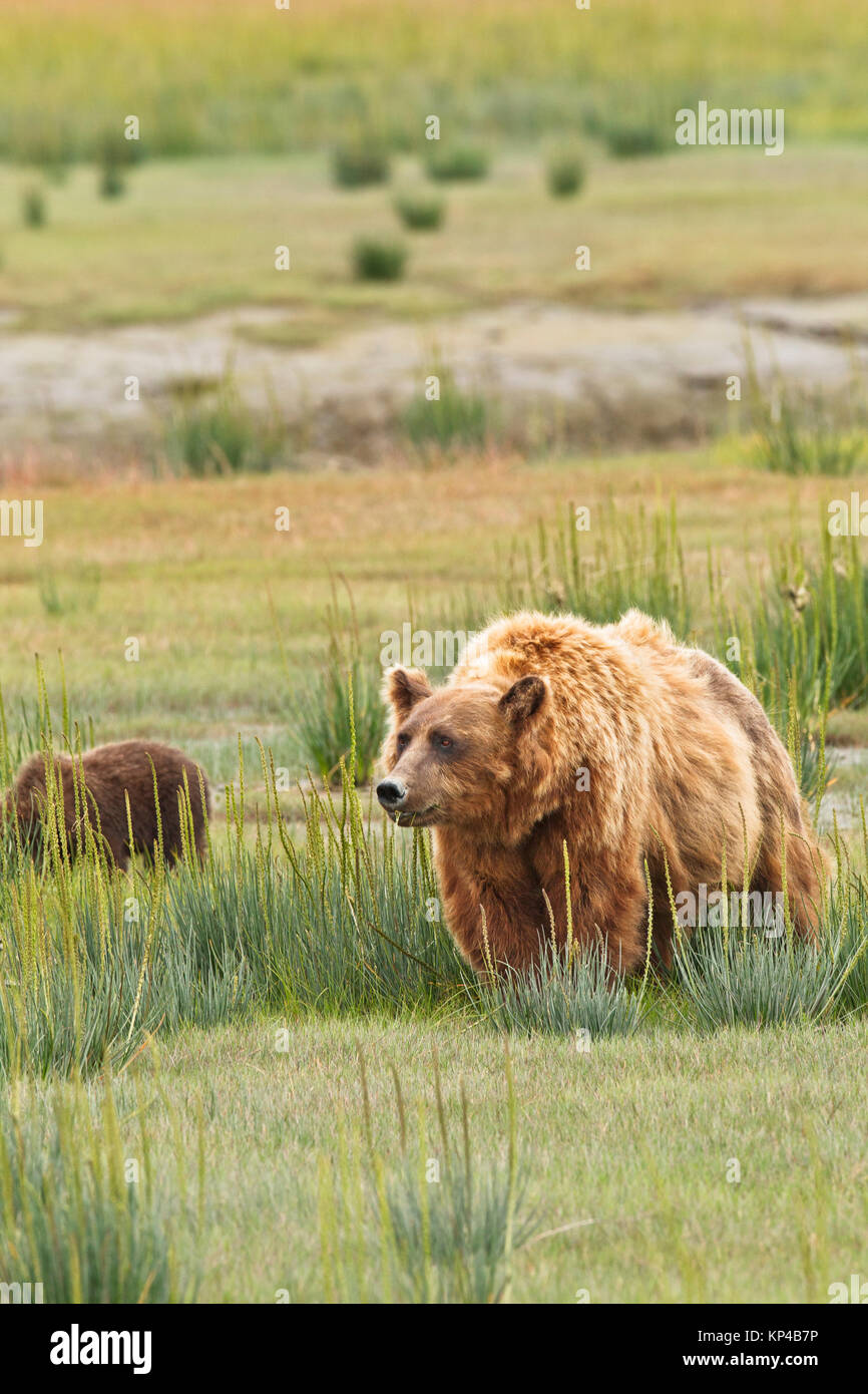 Sniffing bear hi-res stock photography and images - Alamy