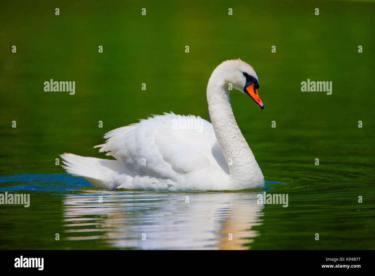 Swam in Water Stock Photo - Alamy