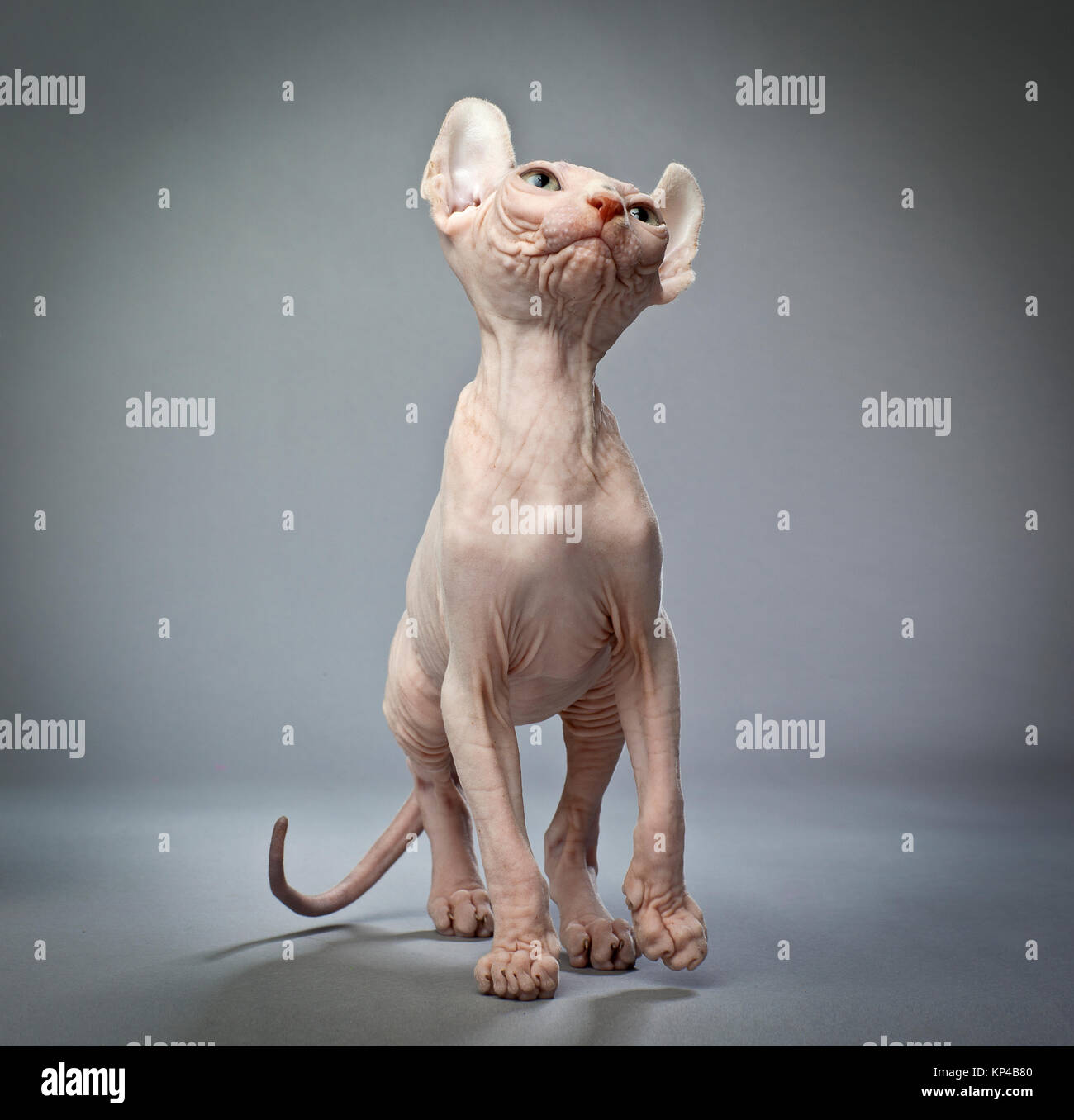 tall elf cat Stock Photo - Alamy