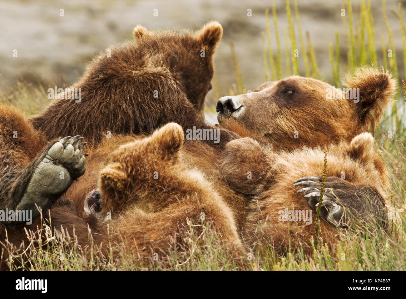 three bear cubs Stock Photo - Alamy